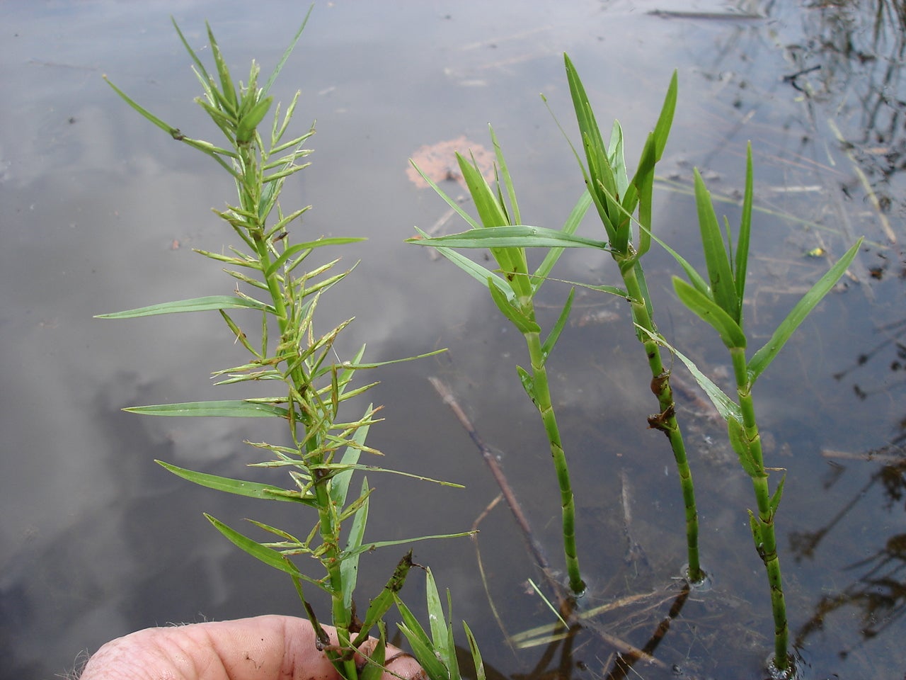 Emergent Aquatic Plants | Outdoor Alabama